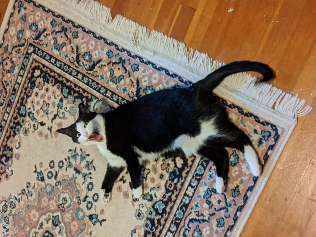 The Four Sharks of the Apocalypse – Zooscape