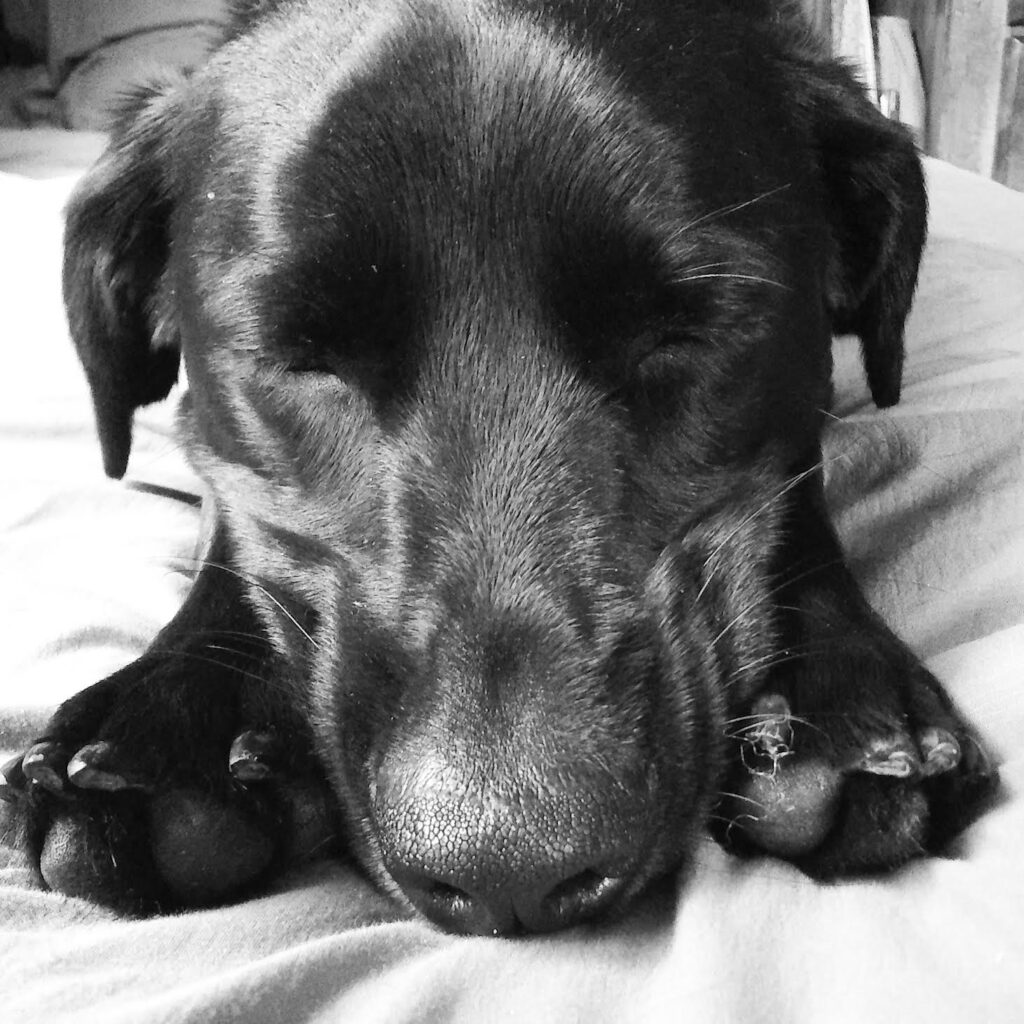 The Wolf, the Fox, and the Ring – Zooscape